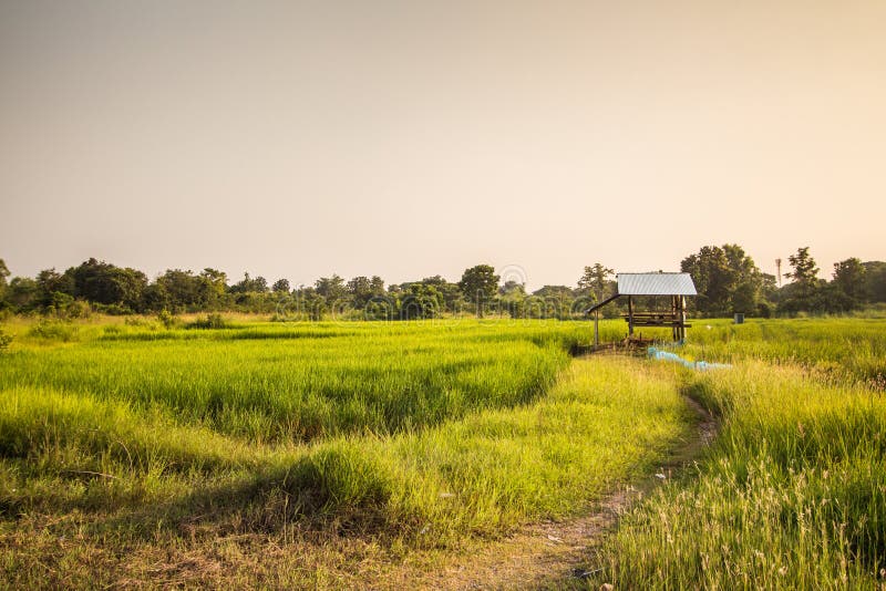 Rice paddy stock photo. Image of blue, farm, background - 61265542