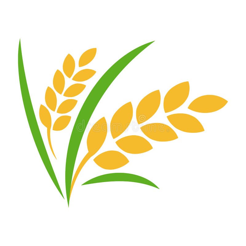 Rice Paddy with Leaf Vector Illustration Isolated on White Background ...