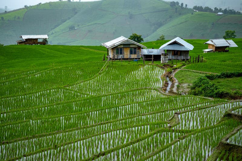 Rice Paddy in Longsheng Beautiful Landscape View of Rice Terraces Rice ...