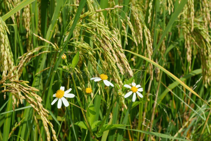 Flowers on the Background of Rice Paddy Stock Image - Image of daisy ...