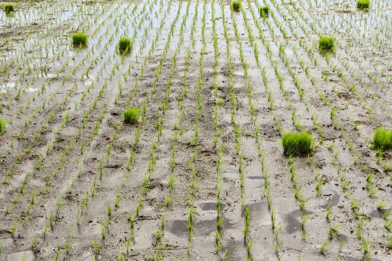 Rice Paddy stock photo. Image of rice, plant, traditional - 54792160