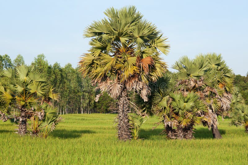 Rice paddy with palm tree stock photo. Image of landscape - 27239576