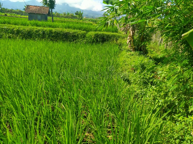Rice paddy plant stock image. Image of palawija, plants - 266514751