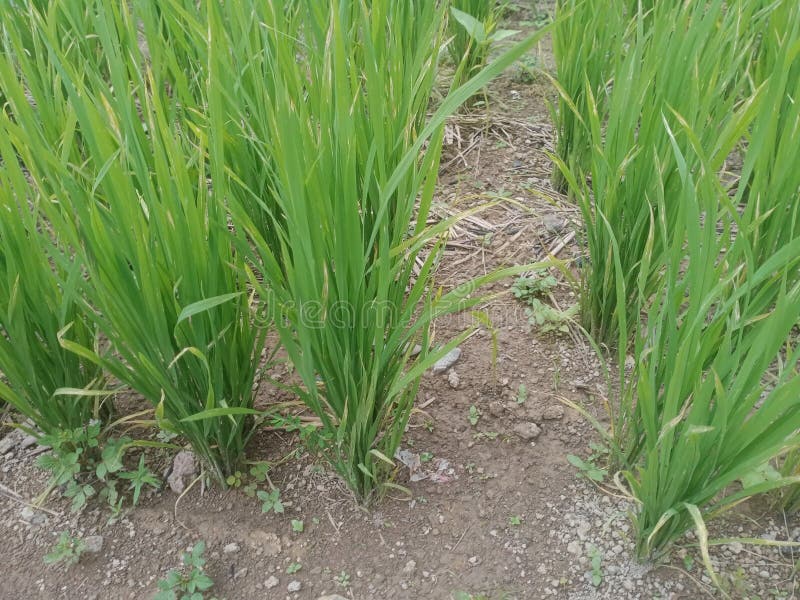 Rice or Paddy Plant Close-up Stock Image - Image of landscape, farm ...