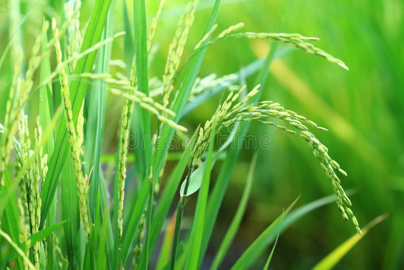 Rice paddy plant closeup stock photo. Image of farming - 17059970