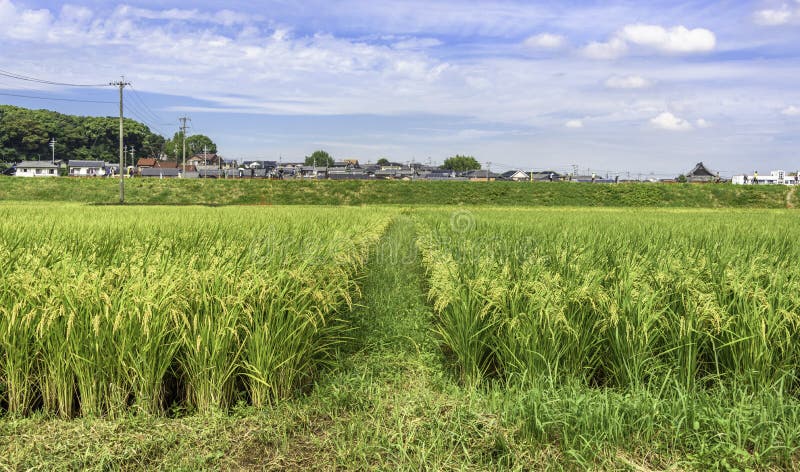 Rice paddy stock photo. Image of daytime, outdoor, nature - 89293334