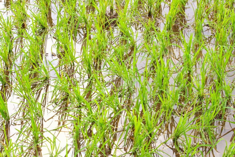 Rice paddy stock photo. Image of colored, landscape, hardwork - 87646132