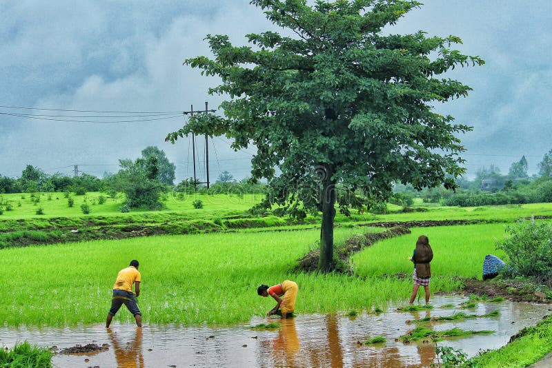 Rice paddy editorial photography. Image of cloudy, colored - 87646247