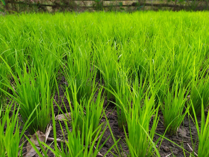 Rice Paddy Plants that Thrive in the Garden Stock Image - Image of food ...