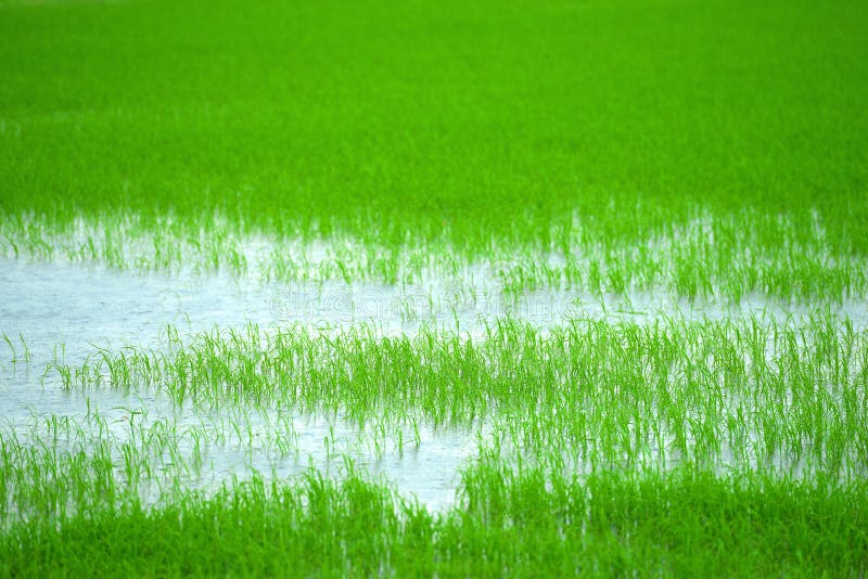 Rice Paddy stock photo. Image of thailand, leaf, field - 42914024
