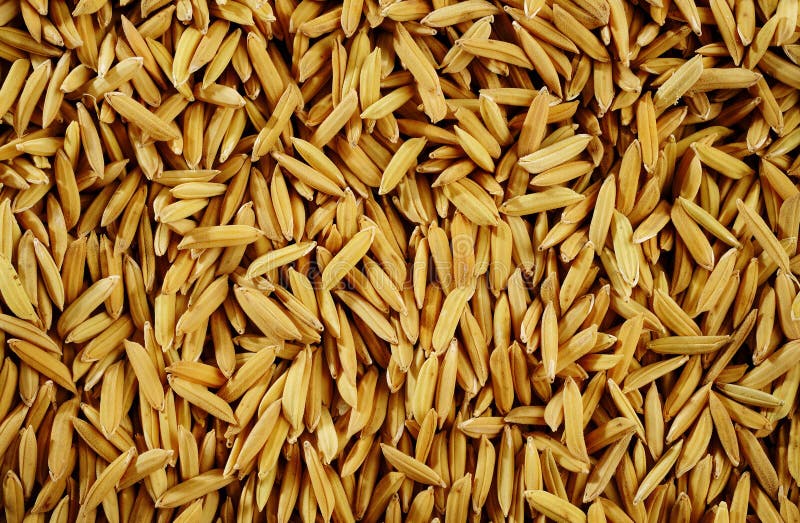 Rice paddy stock image. Image of gold, grain, food, grow - 49533755
