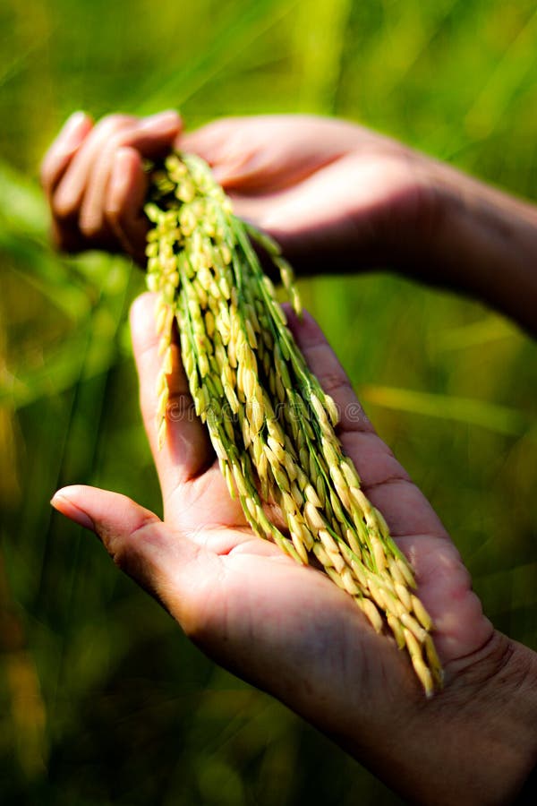548 Plant Paddy Hands Photos - Free & Royalty-Free Stock Photos from ...