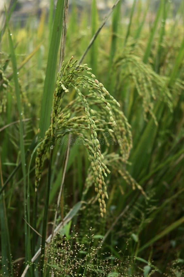 Rice paddy, seed head stock image. Image of field, green - 302397041