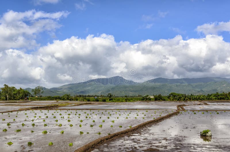 Rice Paddy stock photo. Image of environment, agriculture - 95568192