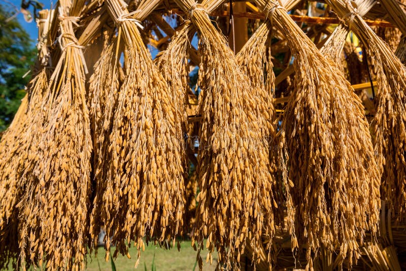 Rice paddy seeds stock photo. Image of harvest, cereal - 174258784