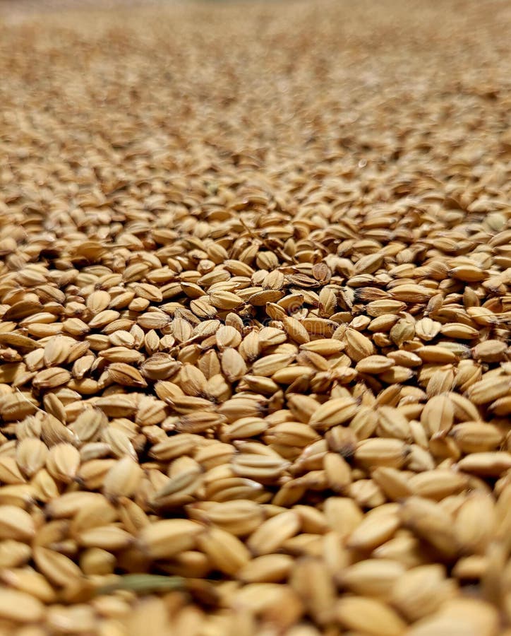 Rice Paddy seeds stock photo. Image of grows, seeds - 341699302