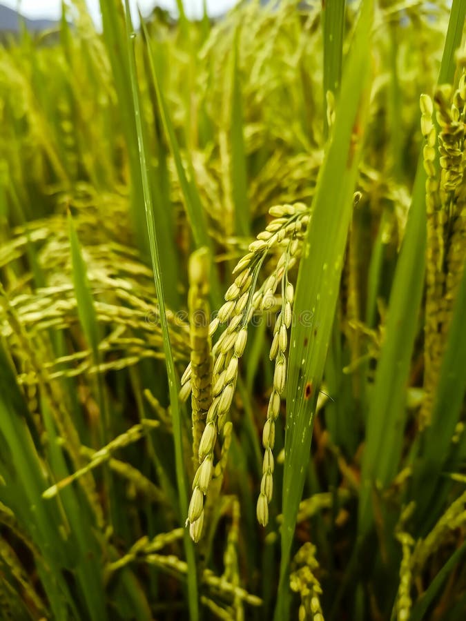 Rice paddy shoot close up stock photo. Image of shoot - 203818550