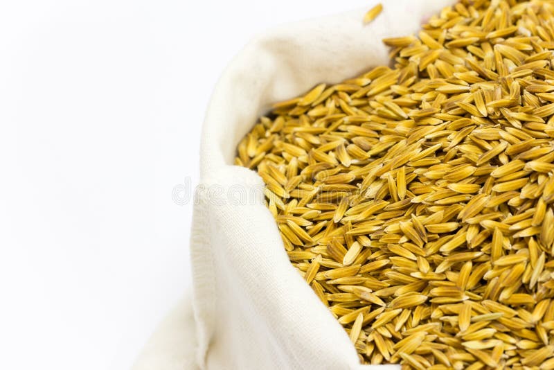 Rice paddy stock image. Image of gold, harvesting, golden - 35217623