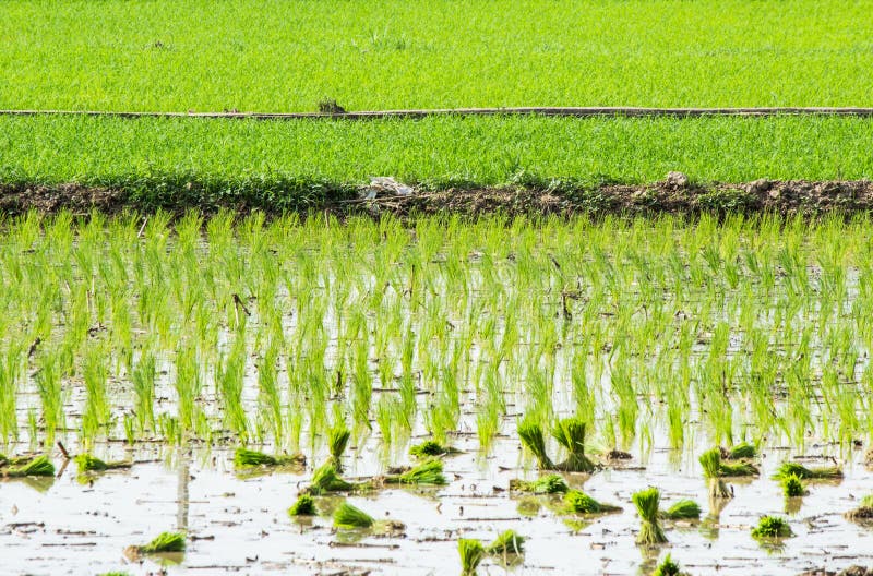 Rice Paddy stock image. Image of process, growth, green - 42228585