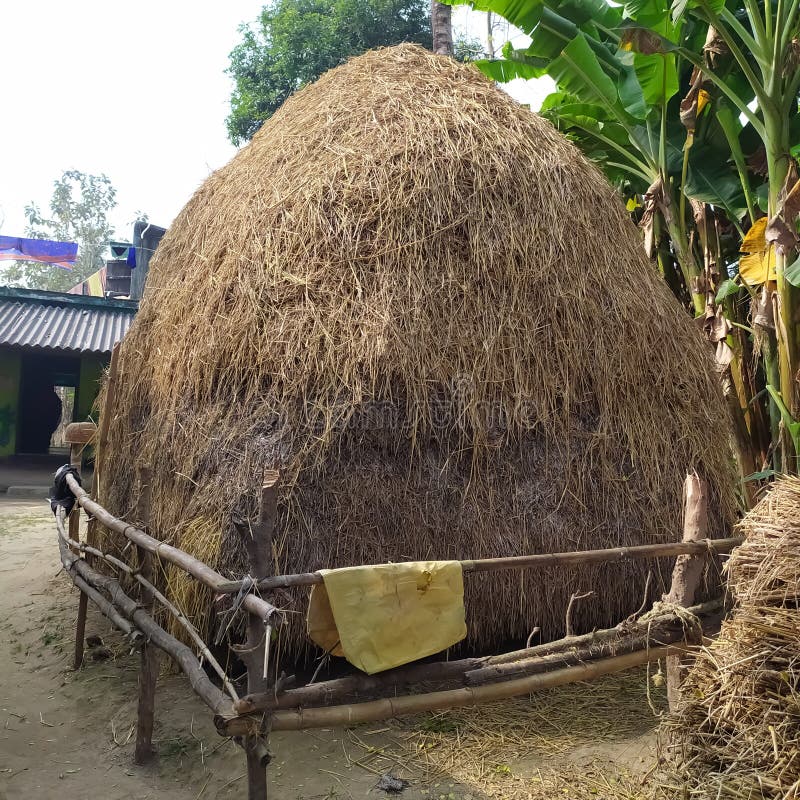 Rice paddy stored stock photo. Image of stored, farming - 175243294