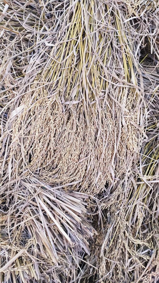 Rice paddy with straw bale stock photo. Image of straw - 174792826