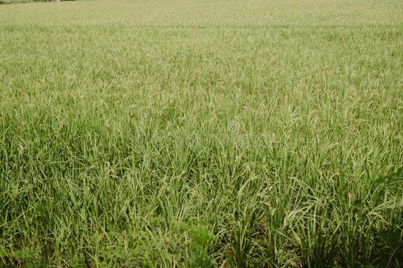 Rice paddy in summer stock photo. Image of season, lifestyles - 389849490