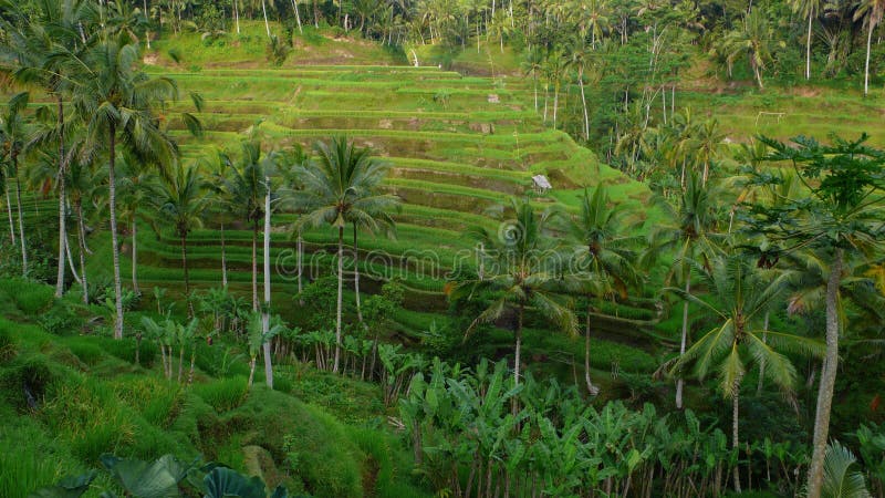 Rice paddy terrace field stock image. Image of coconut - 11644435