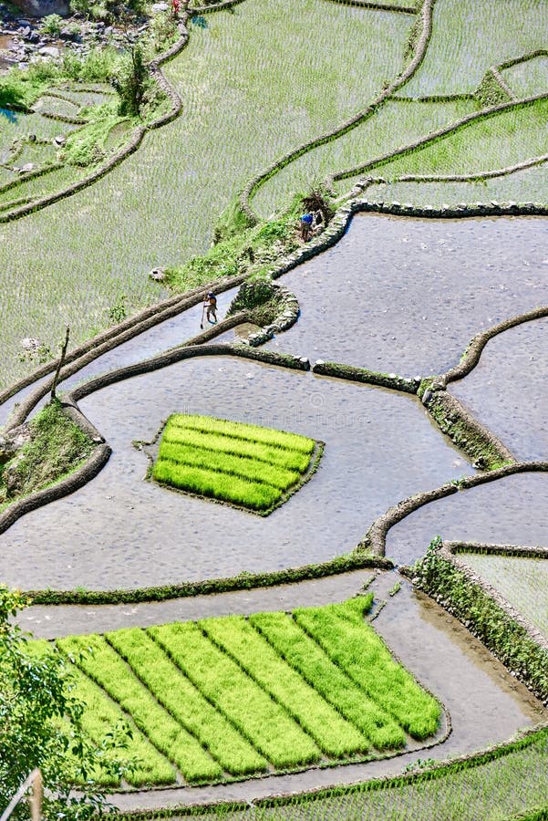 Rice Fields Philippines
