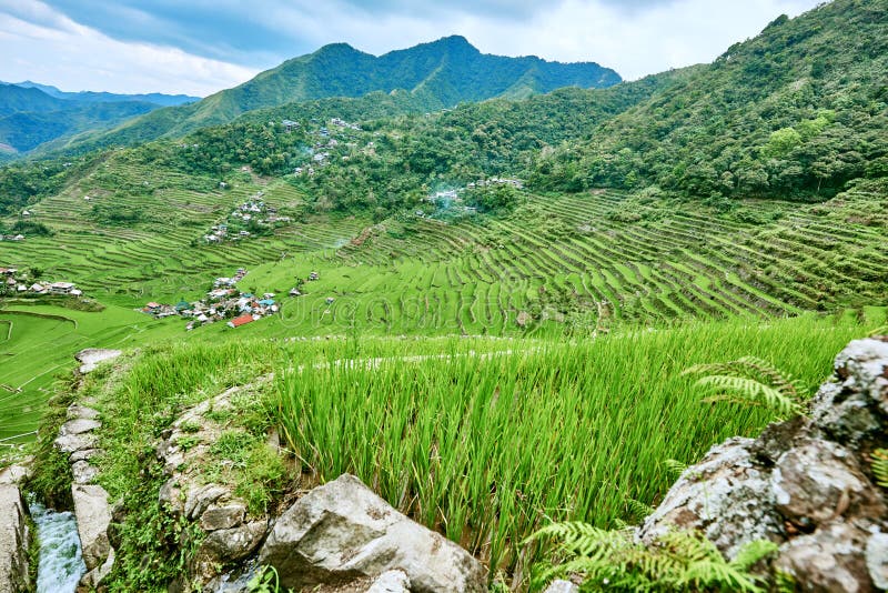 Rice Paddy Terrace Fields Philippines Stock Image - Image of food ...