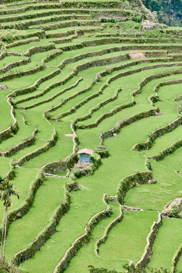 Rice Paddy Terrace Fields Philippines Stock Photo - Image of food ...