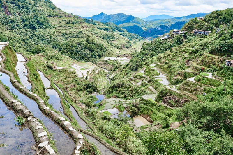 683 Rice Paddy Terrace Fields Philippines Stock Photos - Free & Royalty ...