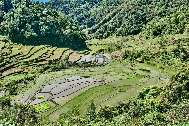 Rice Paddy Terrace Fields Philippines Stock Image - Image of food ...