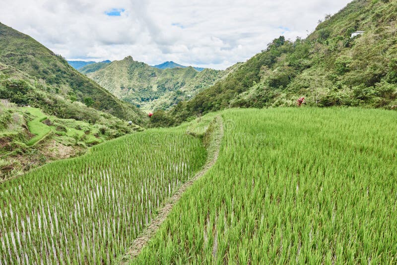 Rice Paddy Terrace Fields Philippines Stock Image - Image of ...