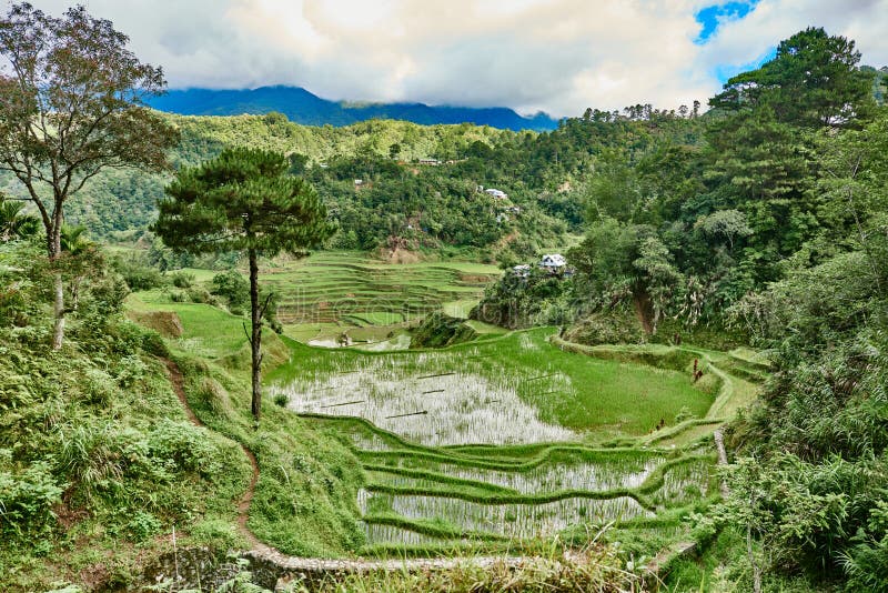 683 Rice Paddy Terrace Fields Philippines Stock Photos - Free & Royalty ...