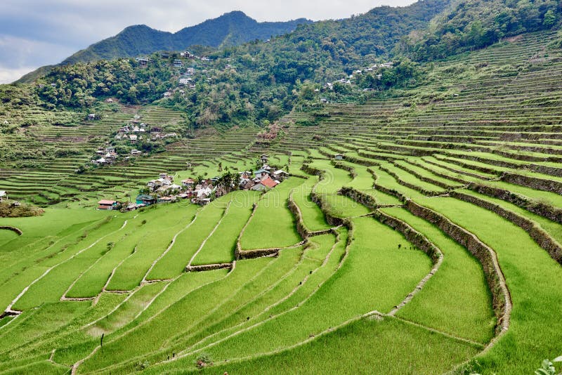 Rice Paddy Terrace Fields Philippines Stock Image - Image of famous ...