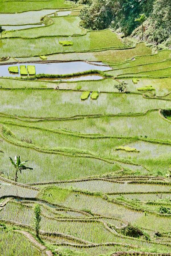 Rice Paddy Terrace Fields Philippines Stock Image - Image of cooking ...