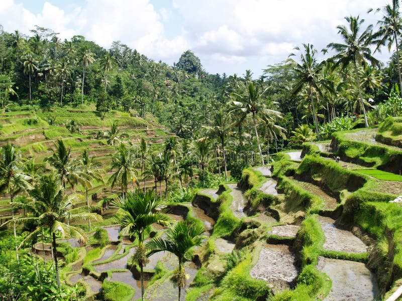 Rice Paddy Terraces @ Bali stock photo. Image of valley - 22324362