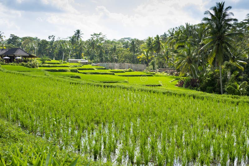 Rice Paddy Terraces with View of the Sky and Palm Trees. Stock Image ...