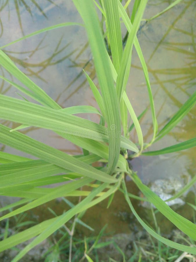 Paddy Tree at the Early Stage Stock Image - Image of marsh, stage ...