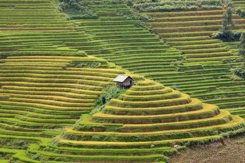 Rice paddy stock image. Image of layer, vietnam, rice - 66342525