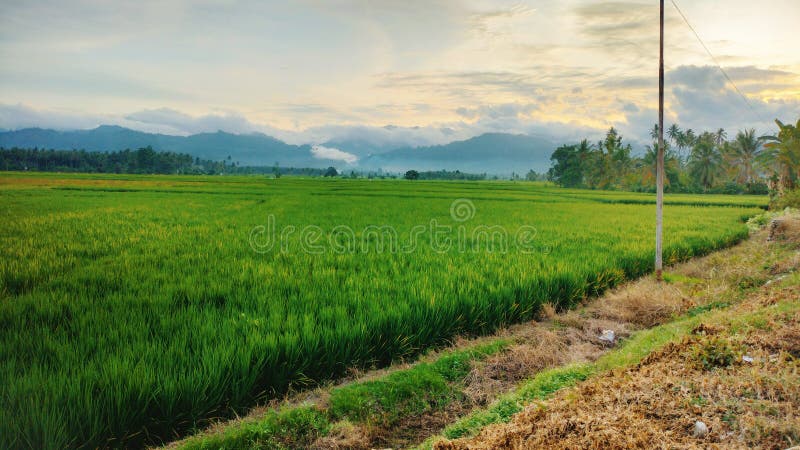 Rice Paddy View in a Rural Area Stock Photo - Image of rice, paddy ...