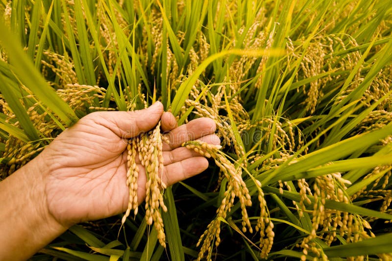 Rice Paddy Grew Sufficiently Stock Image - Image of farm, grow: 165780071