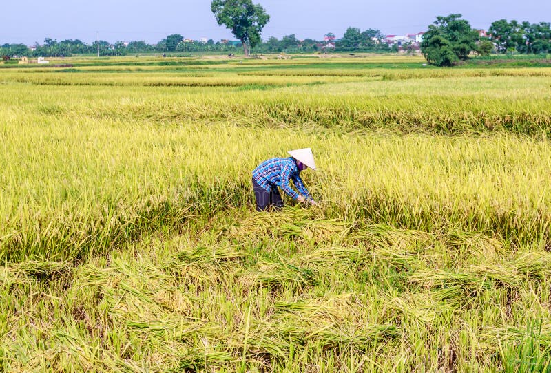 Rice Paddy Worker stock image. Image of ethnicity, farm - 54567507