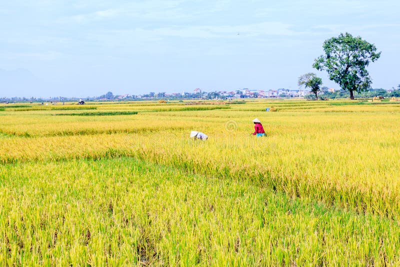 Rice Paddy Worker stock image. Image of crop, asia, cereal - 54567513