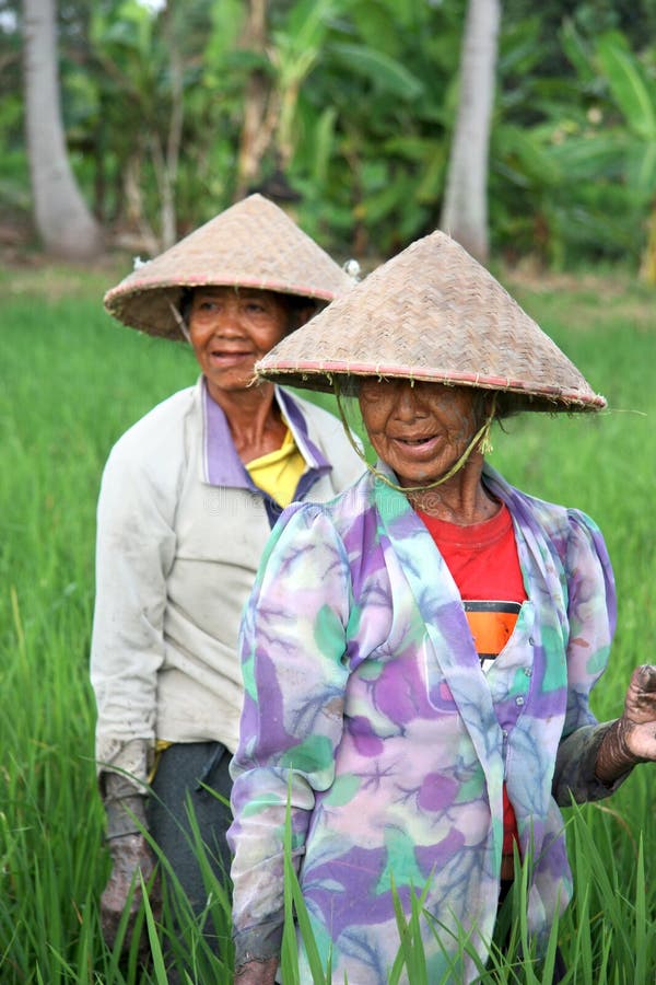 Rice Paddy Workers editorial stock photo. Image of cultivate - 12334073