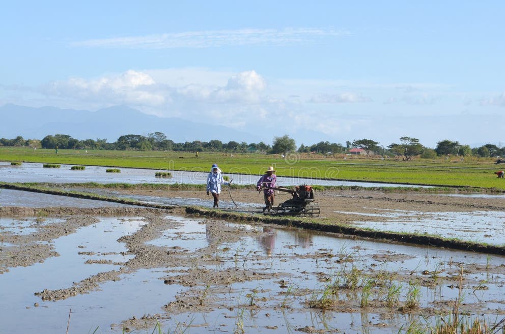 Rice paddy workers editorial photo. Image of people - 160600831