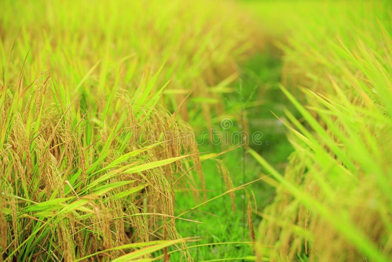 Rice paddy stock image. Image of outdoor, agriculture - 33228129