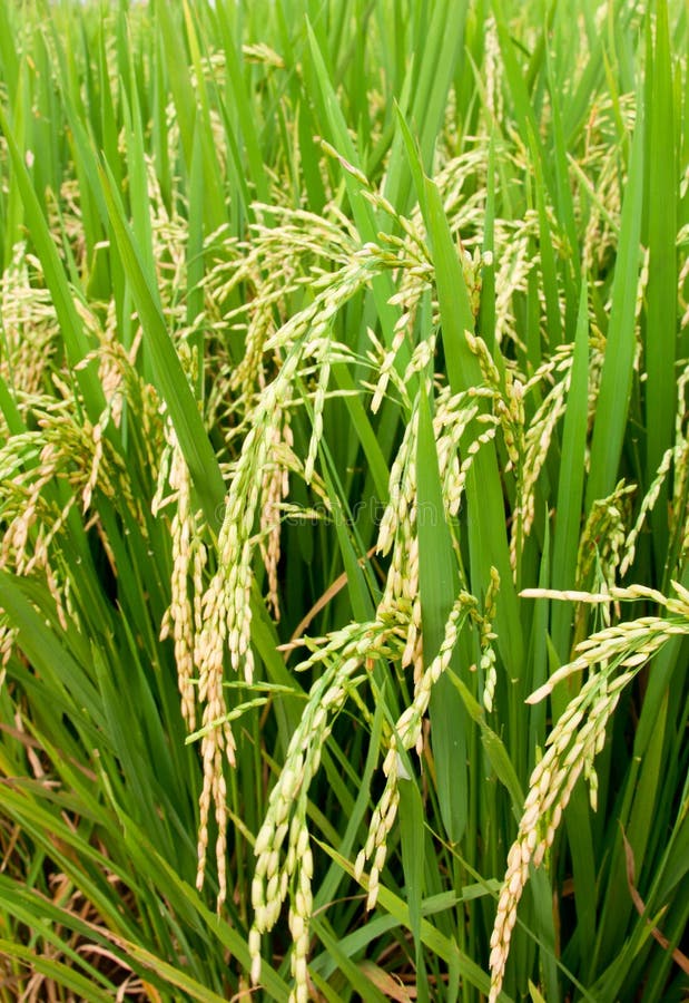Rice Padi stock image. Image of field, asian, corp, farming - 18403209