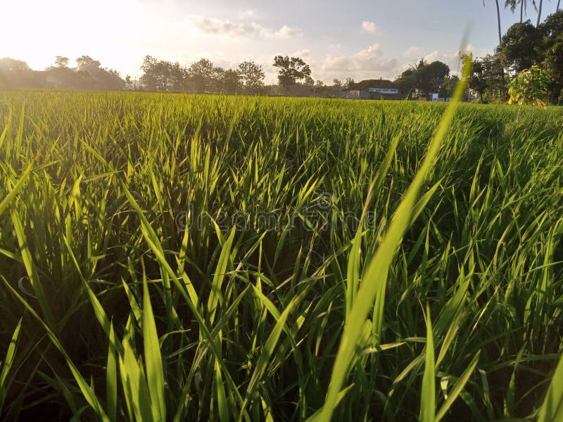 Rice padi field at noon stock image. Image of field - 264273773