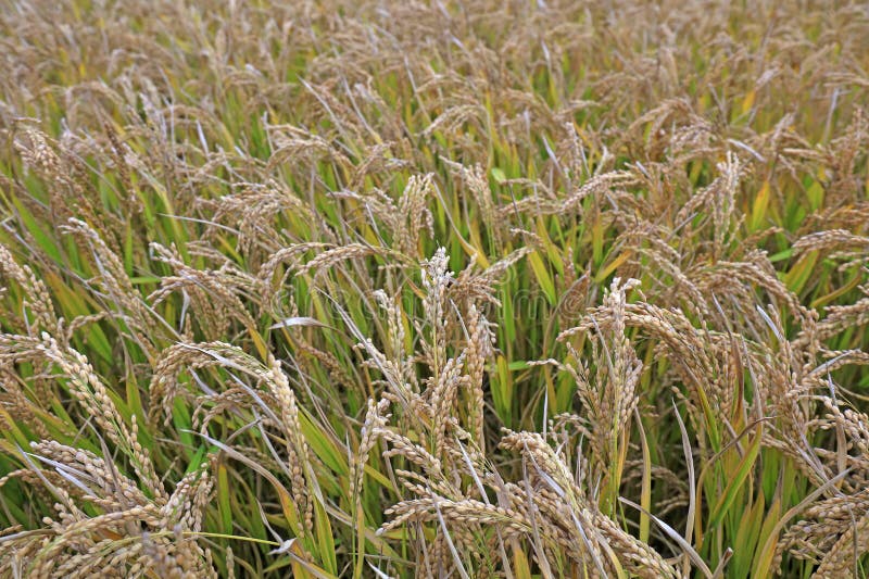 Rice panicle stock image. Image of farm, field, nature - 370695377